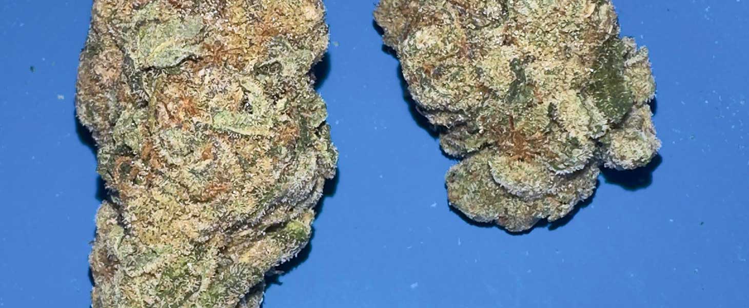 6 Top New Jersey Recreational Weed Strains at Our NJ Pot Store